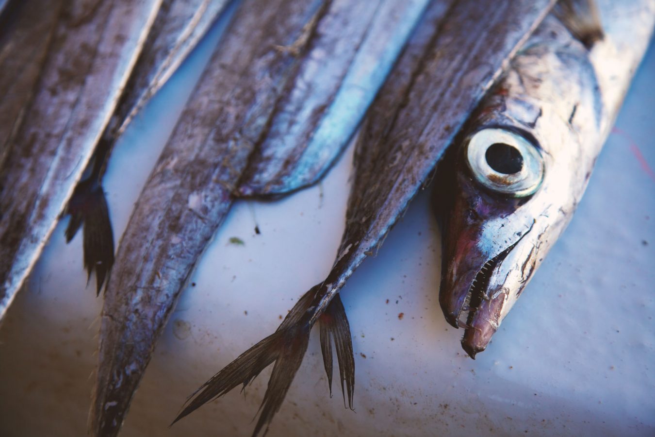 Essaouira Morocco - A Complete Travel Guide You Need To Read